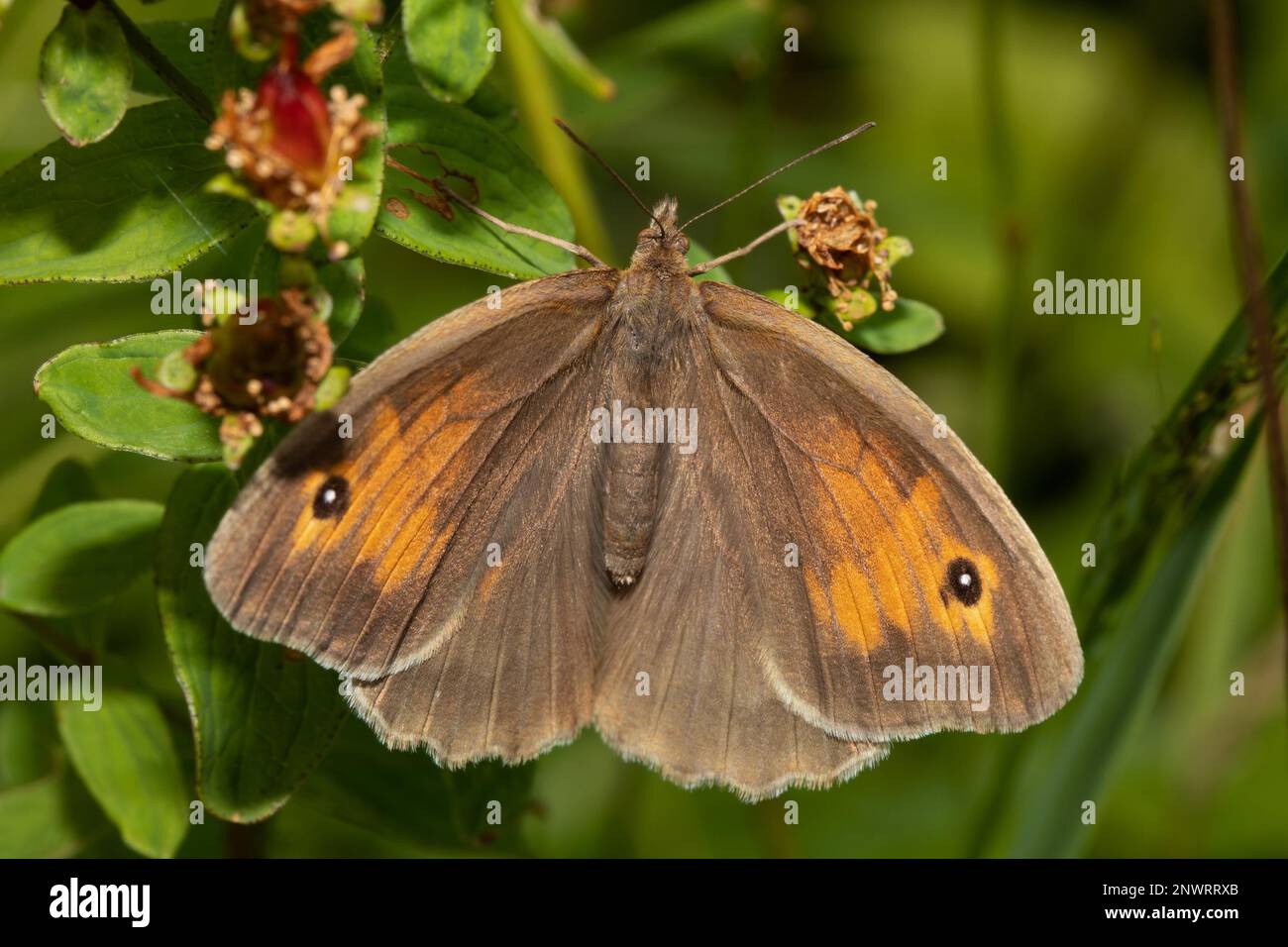 Big butterfly green wings hi-res stock photography and images - Alamy
