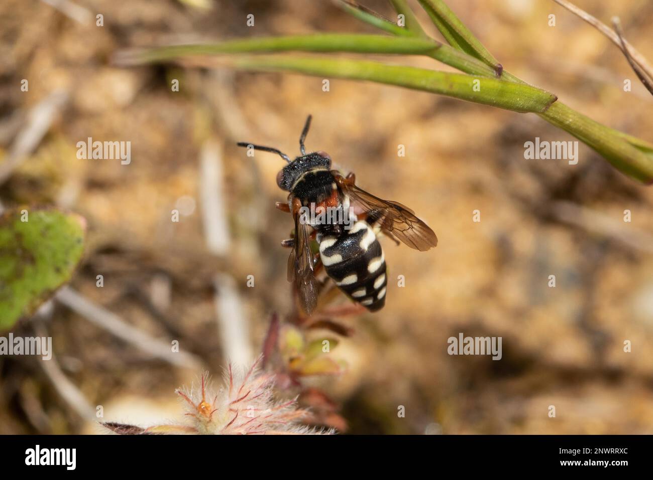Heath felt bee with open wings sitting on pink flower from behind Stock ...