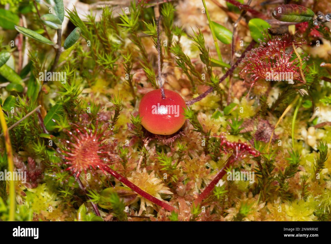 Cranberry blueberry hi-res stock photography and images - Alamy