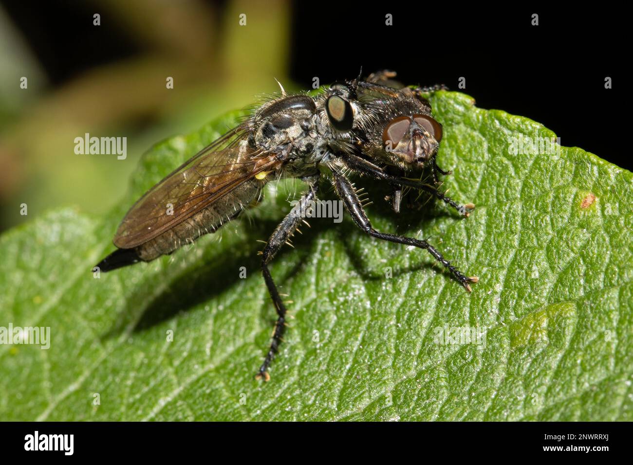 Common robber fly with prey sitting on green leaf seen on right side ...