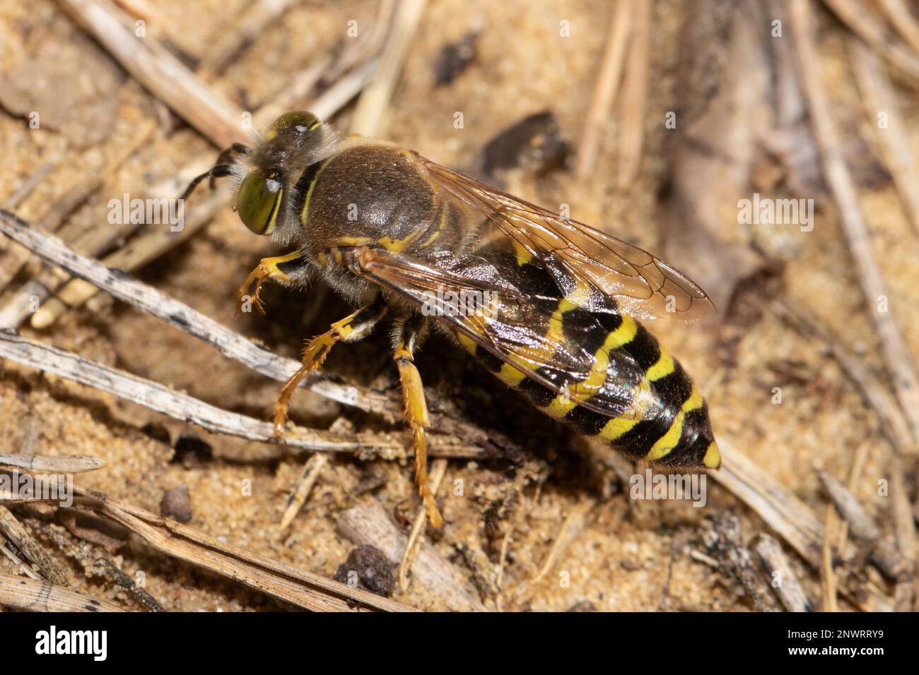 Beaked gyro wasp sitting on sandy soil with stalks left sighted Stock ...