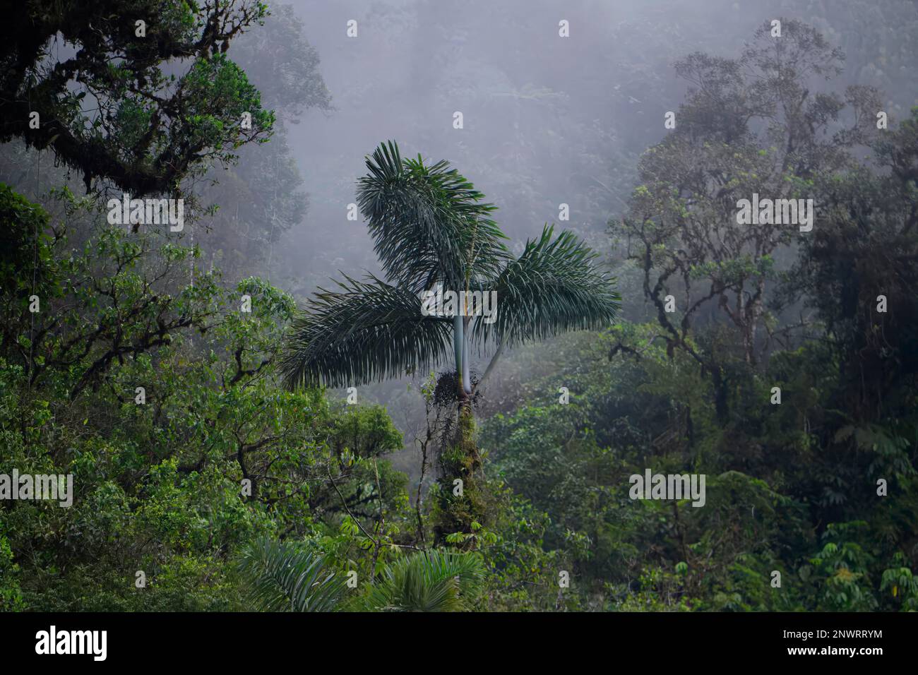 Fog in Tropical Cloud Forest, Manu National Park, Peru Stock Photo - Alamy