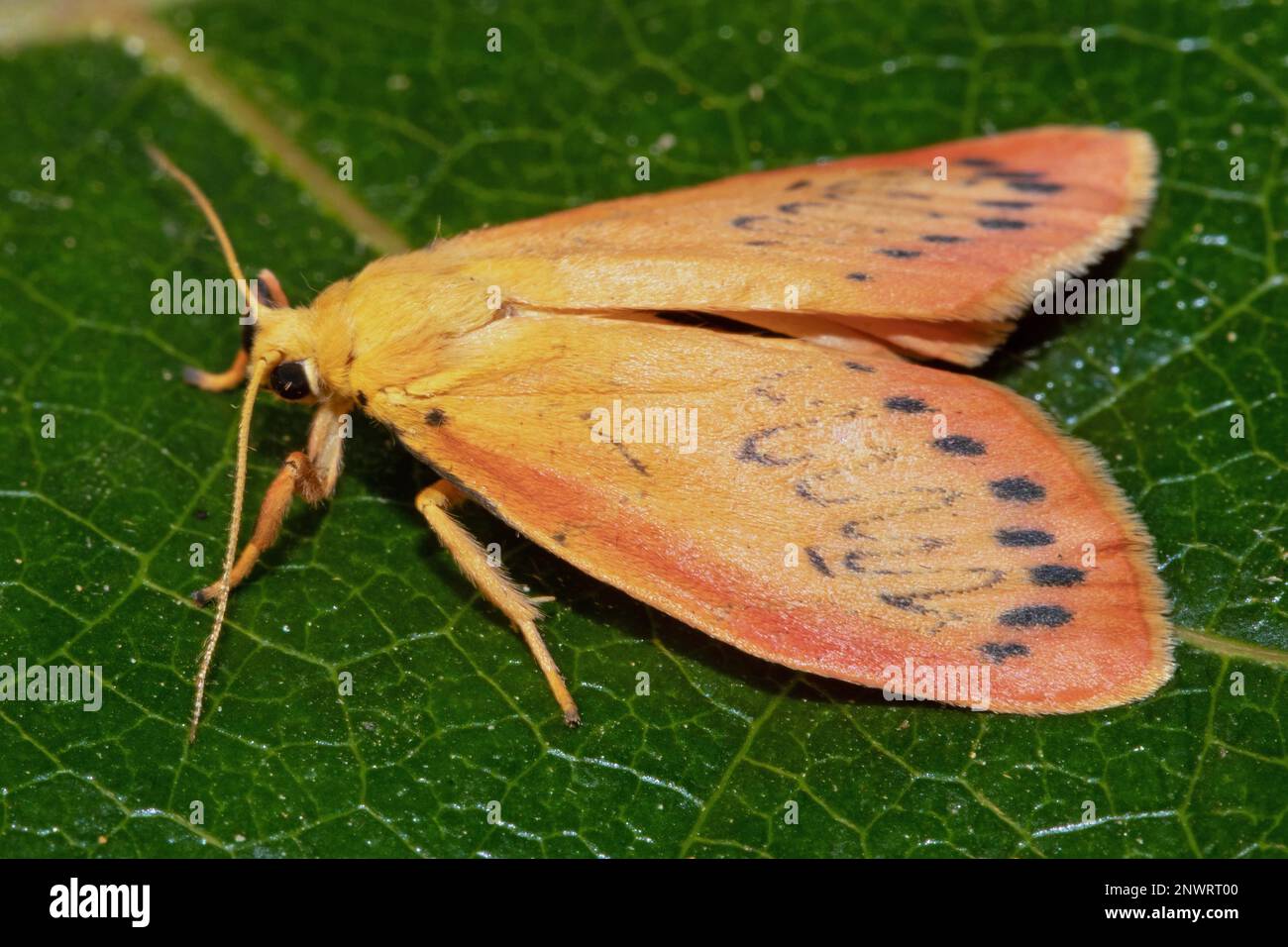 Rosy Footman Moth with closed wings sitting on green leaf looking left ...