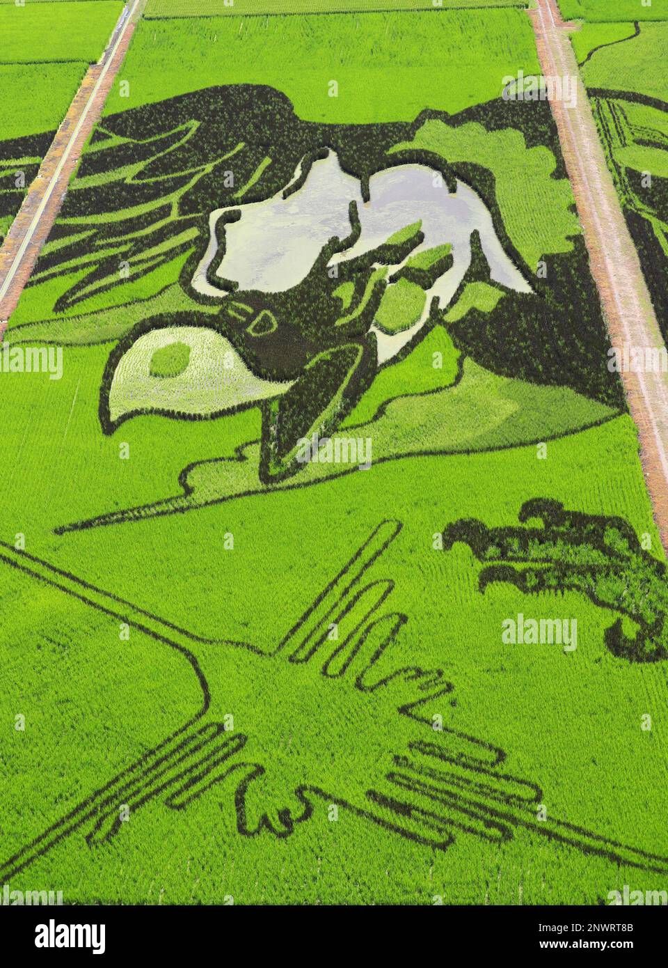 A photo shows the images of condor and Nazca Lines on rice filed in ...