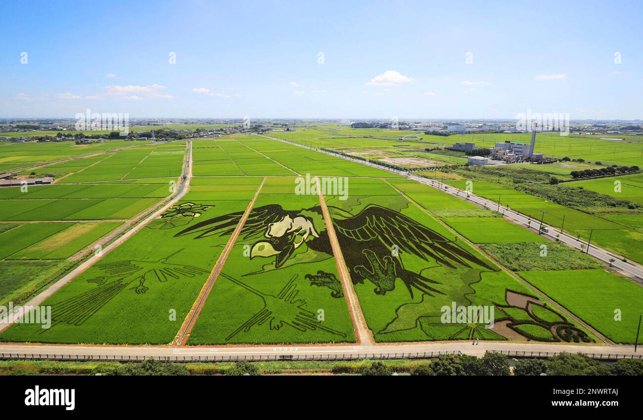 A photo shows the images of condor and Nazca Lines on rice filed in ...