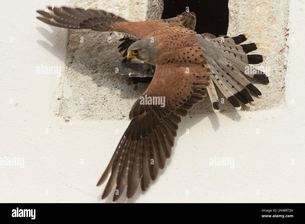 Kestrel adult male with open wings flying left looking in front of ...