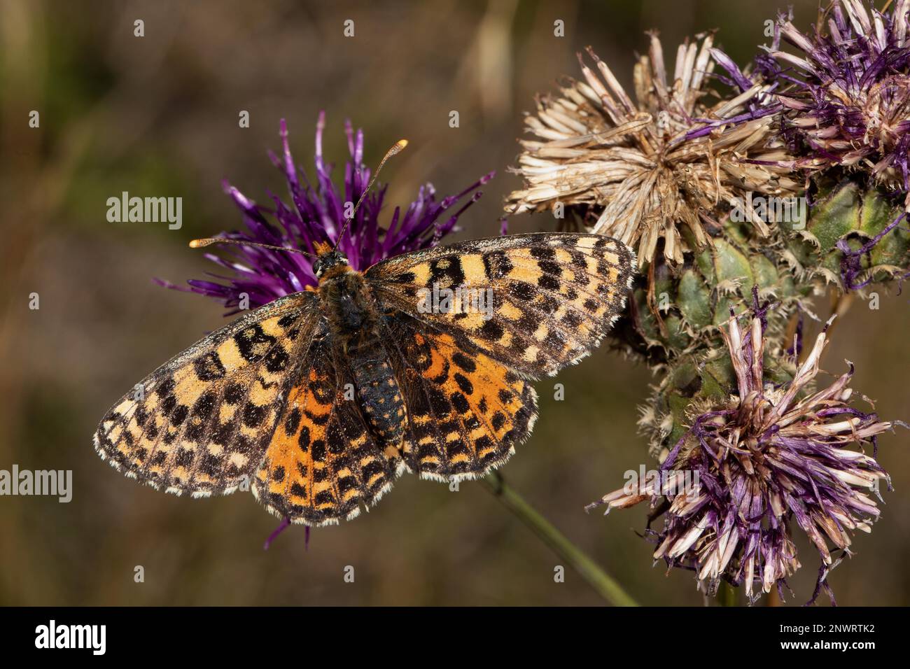 Red Melitaea butterfly butterfly with open wings sitting on purple ...