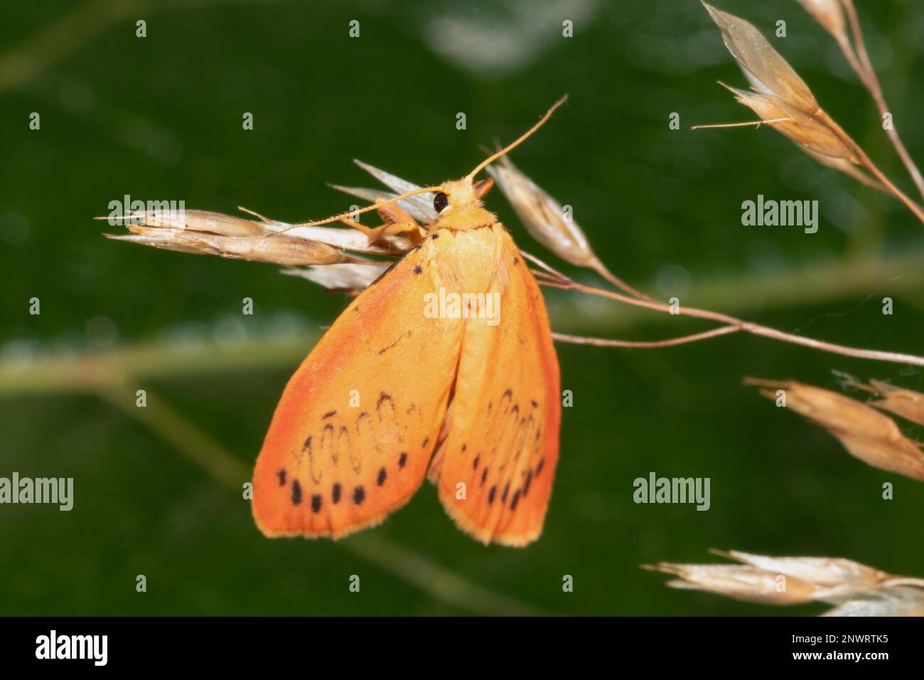 Rosy Footman Moth with closed wings hanging on brown stalk from behind ...