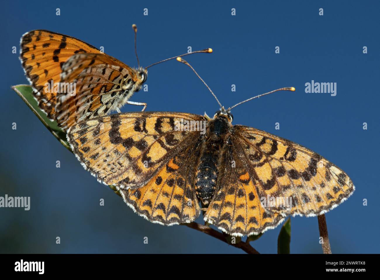 Red fritillary butterfly male and female with open wings sitting side ...