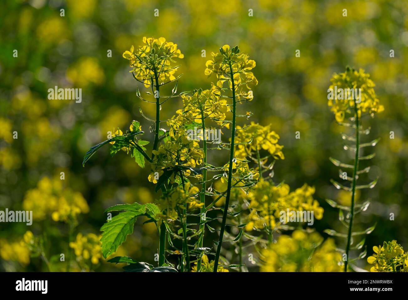 Black mustard hi-res stock photography and images - Alamy
