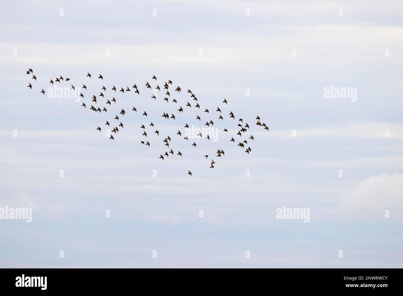 Common starling (Sturnus vulgaris), small flock in flight, Falsterbo ...