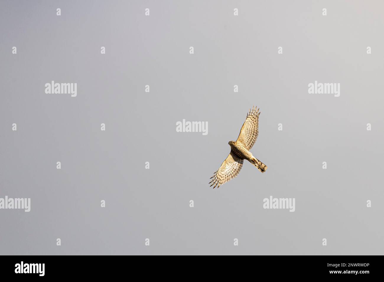 Eurasian sparrowhawk (Accipiter nisus) in flight, Falsterbo, Skane ...