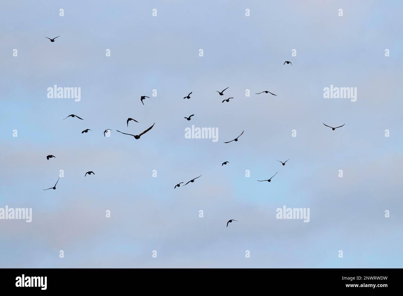 Hooded Crow (Corvus cornix), small troop in flight, Falsterbo, Skane ...