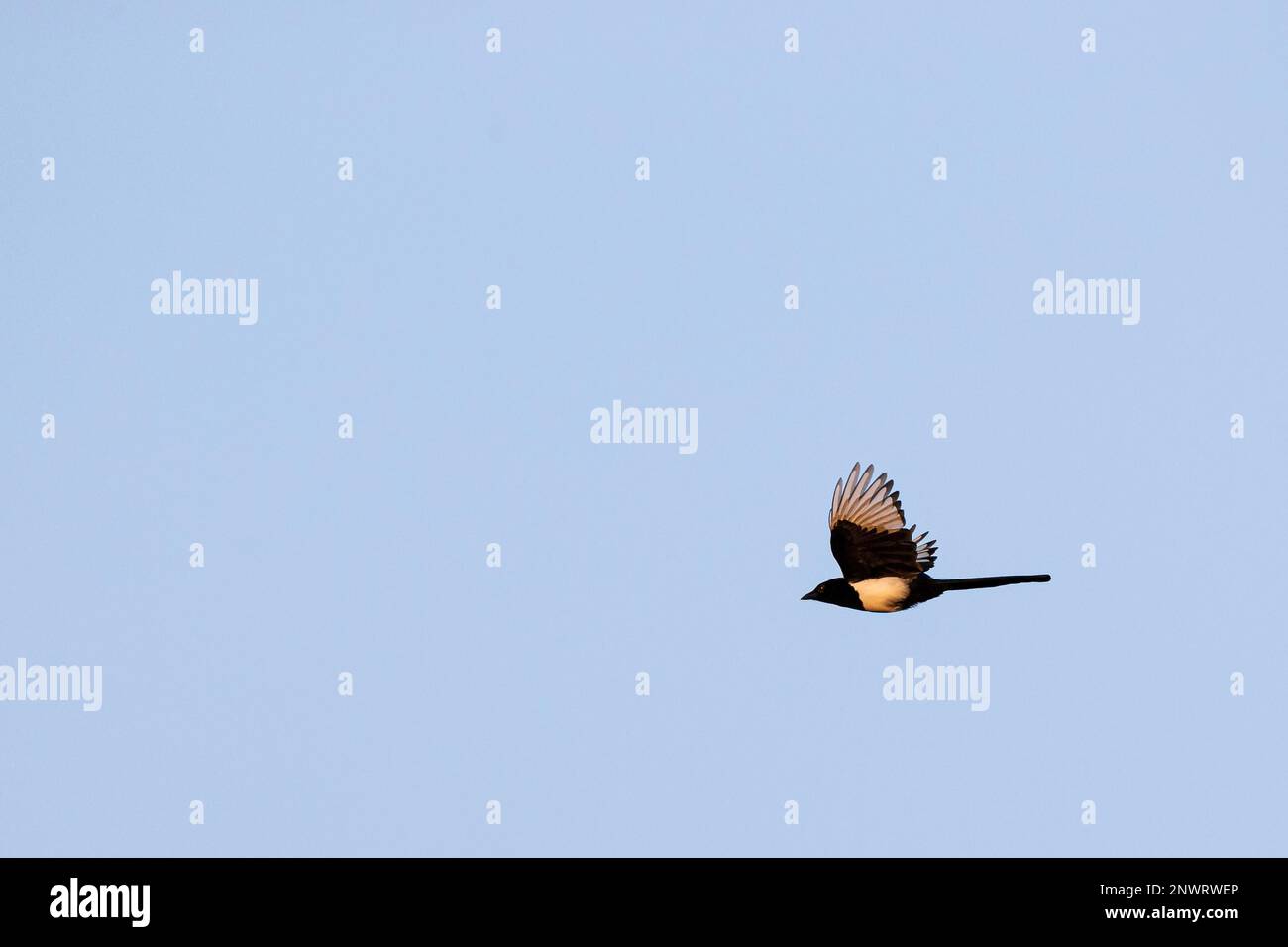 European magpie (Pica pica) in flight, Falsterbo, Skane Province ...