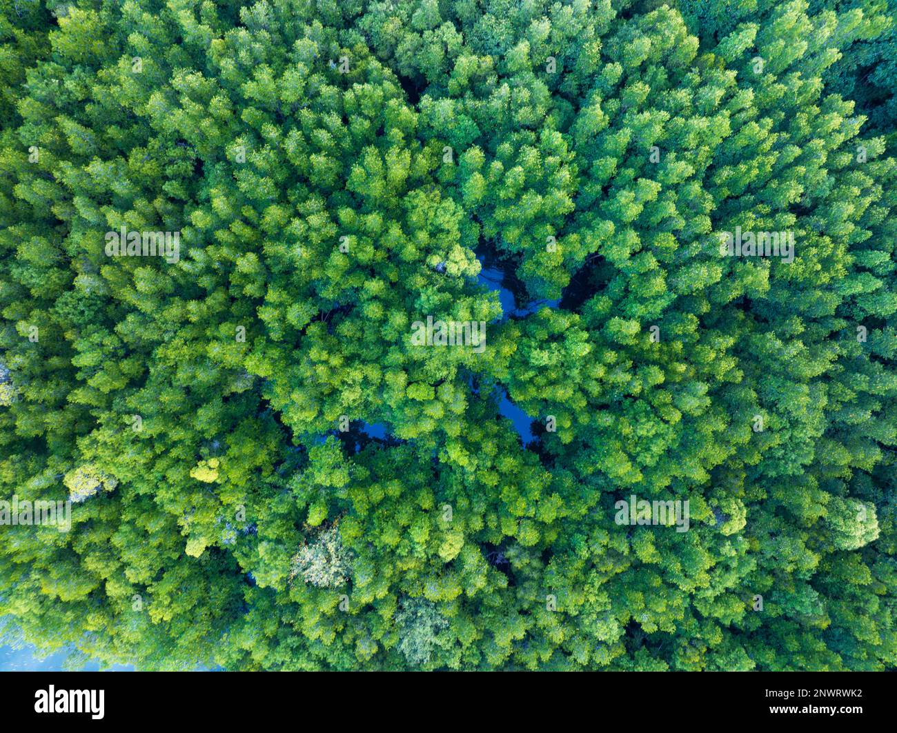 Amazing abundant mangrove forest Aerial view of forest trees Rainforest ...