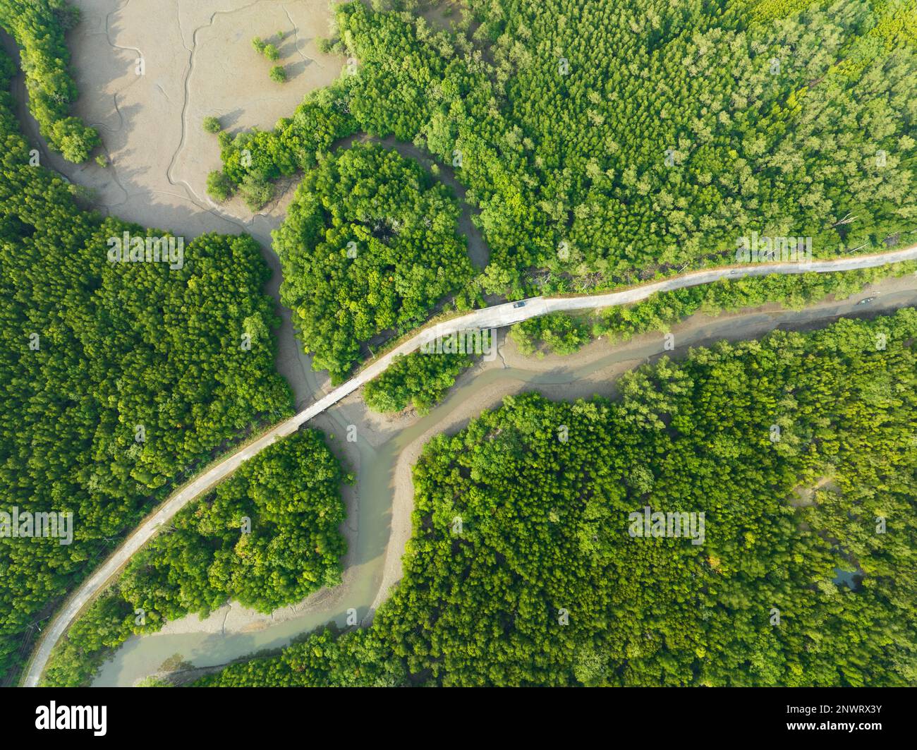 Amazing abundant mangrove forest Aerial view of forest trees Rainforest ...