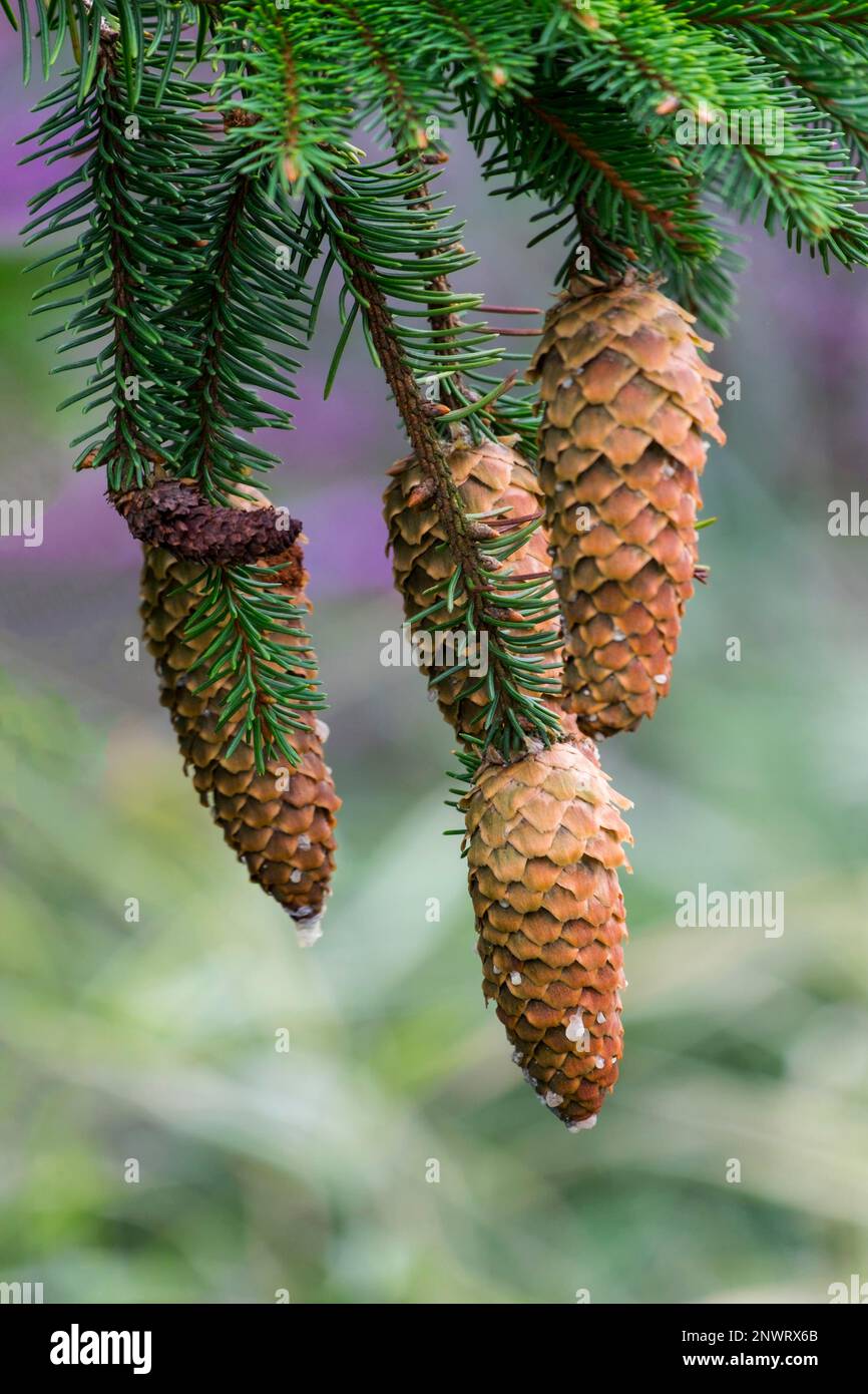 Cones of a spruce (Picea) hanging from a branch, Muensterland, North ...