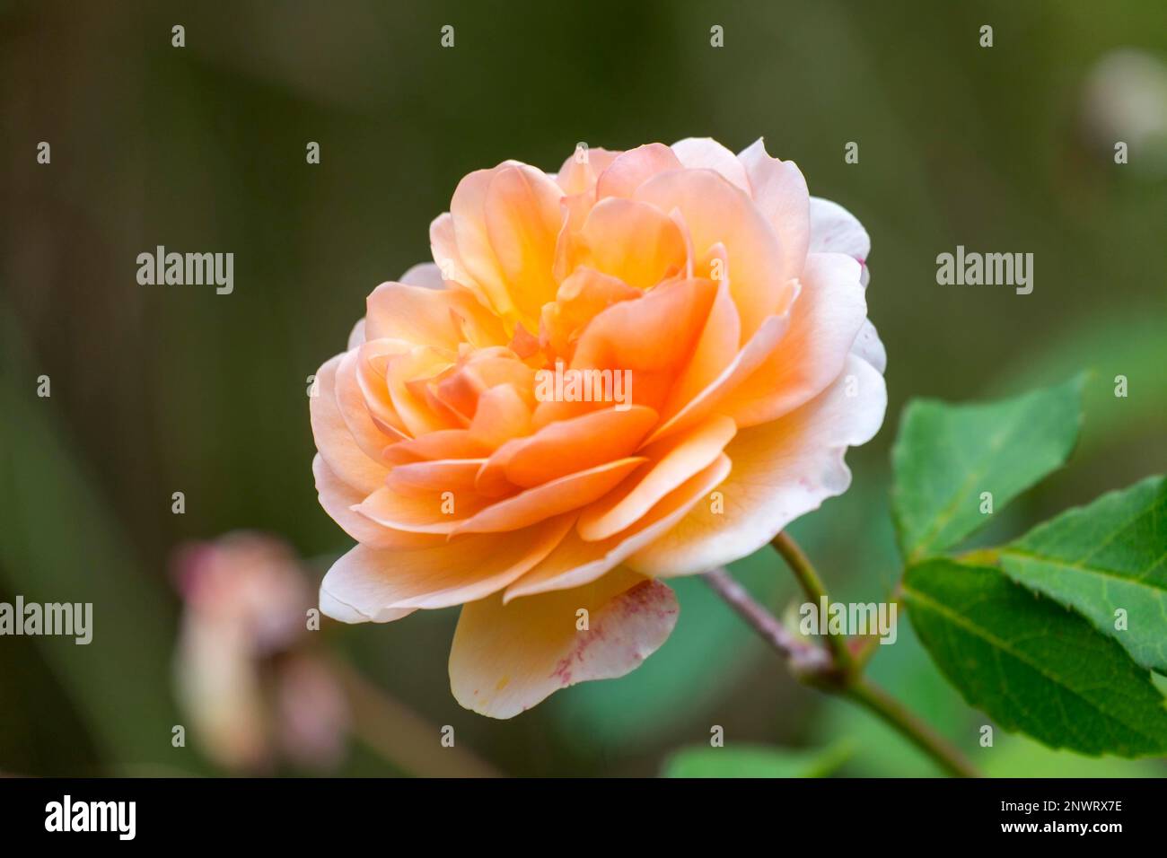 Shrub rose structure hi-res stock photography and images - Alamy