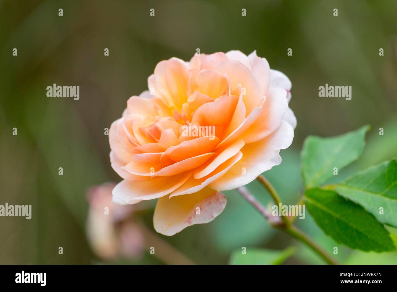 Shrub Rose (Rosa Stock Photo - Alamy