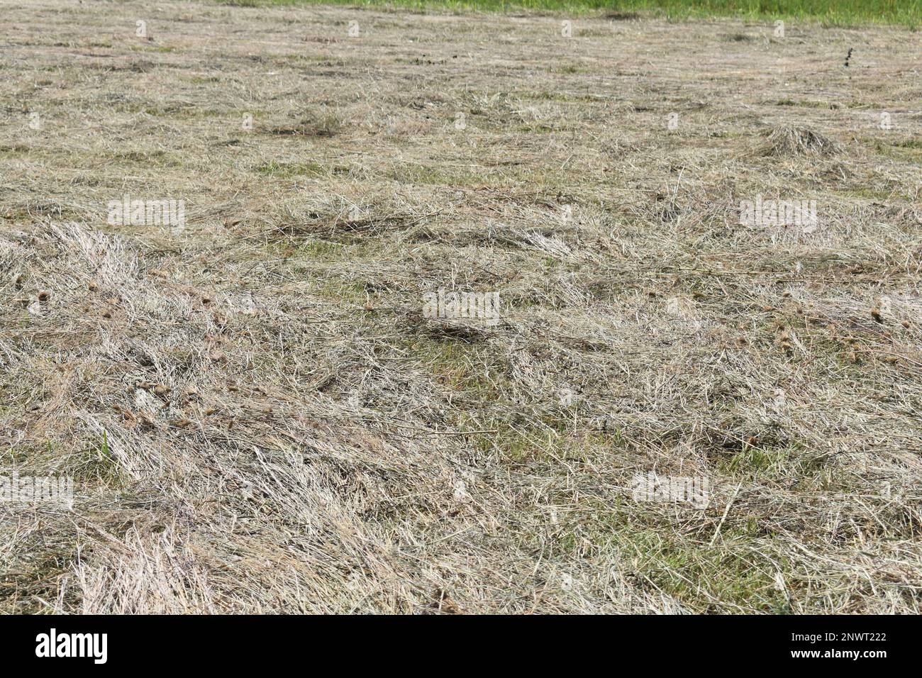 Hay piles hi-res stock photography and images - Alamy