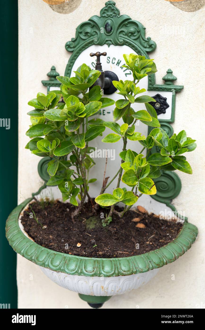 Plant in a old Water Basin in St Wolfgang Stock Photo - Alamy