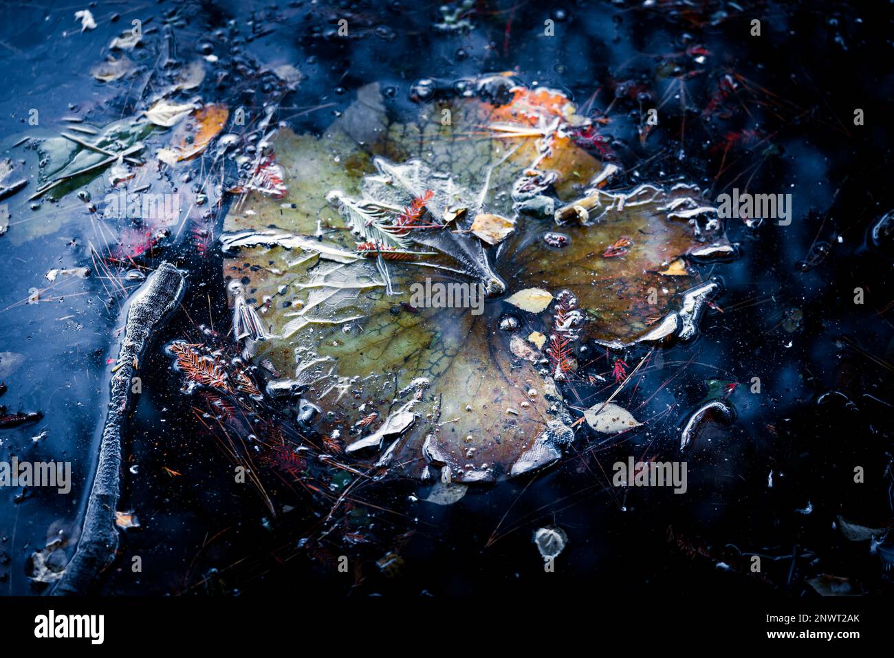 Decaying leaf hi-res stock photography and images - Alamy