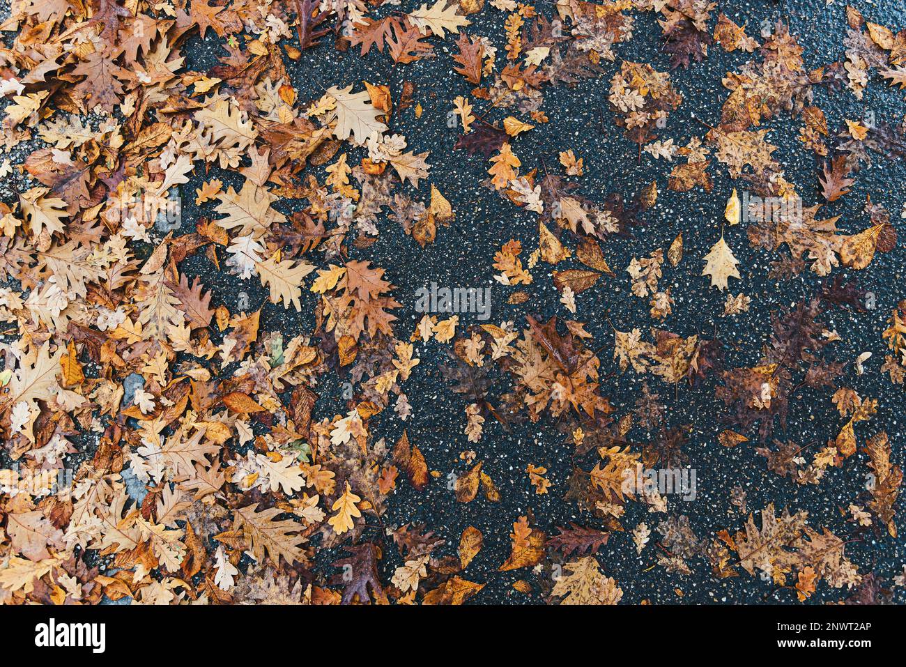 Rotting leaves hi-res stock photography and images - Alamy