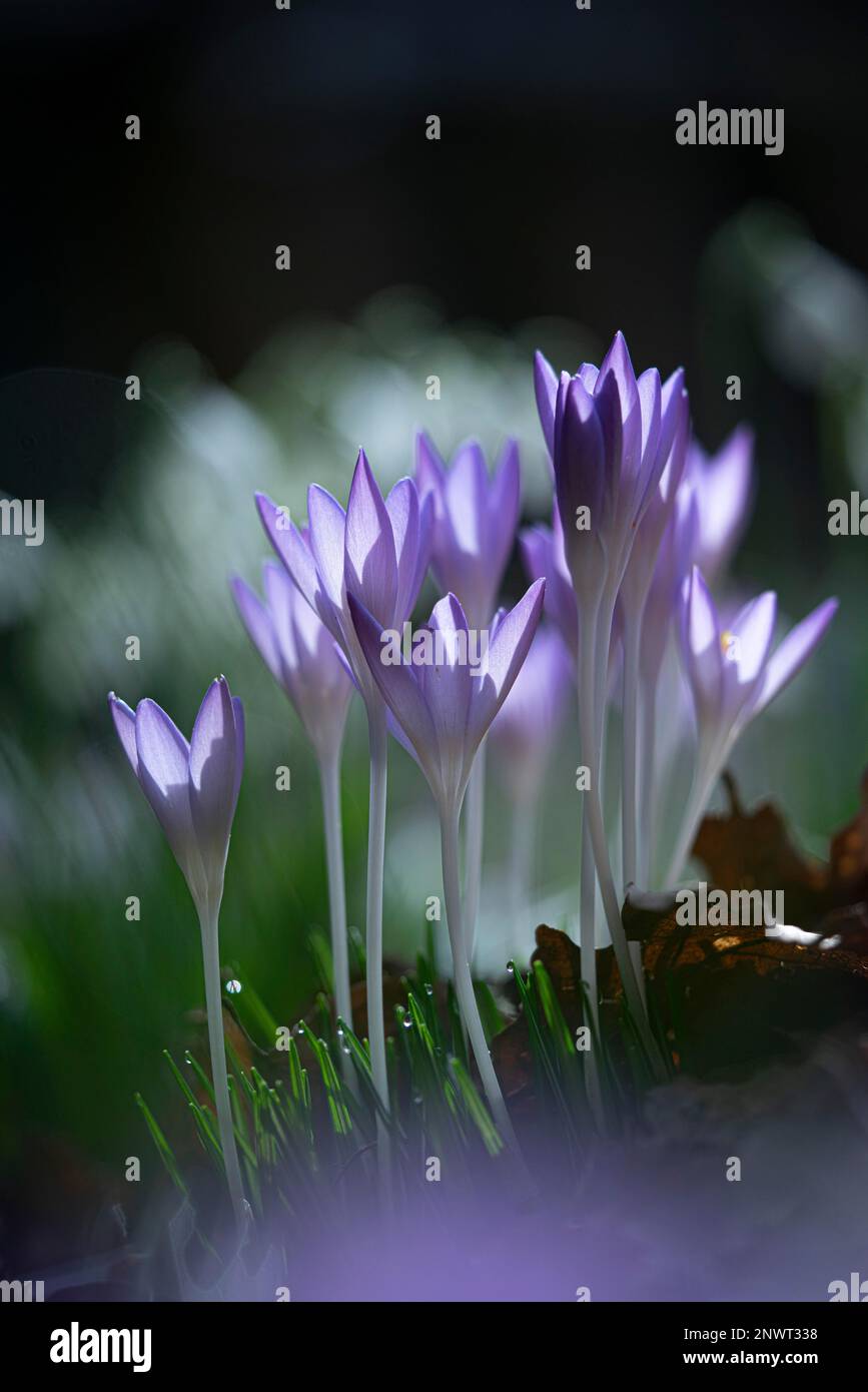Hain park stadtpark hi-res stock photography and images - Alamy