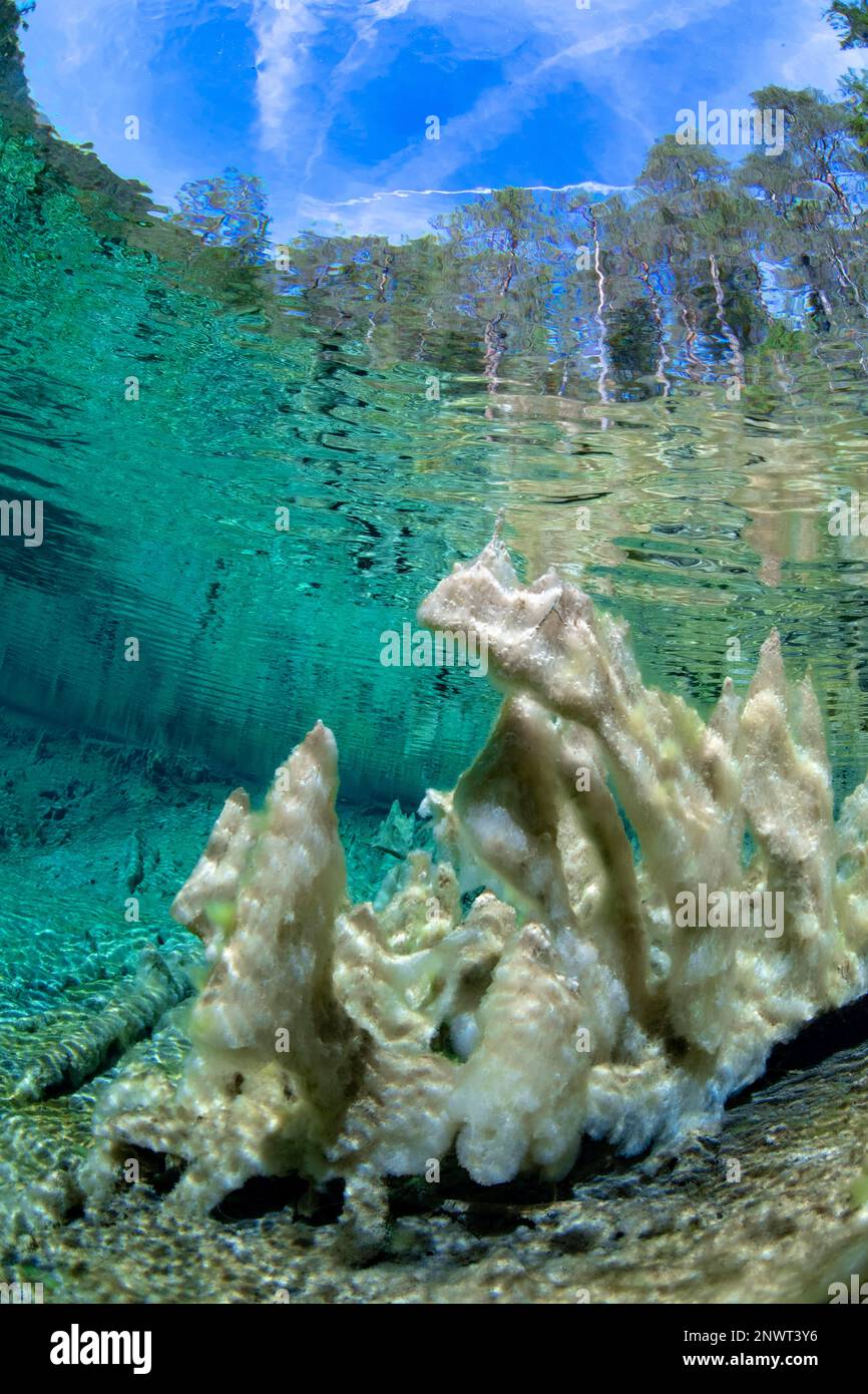 Underwater photo of the spring pool, Fernsteinsee, Nassereith, Tyrol ...