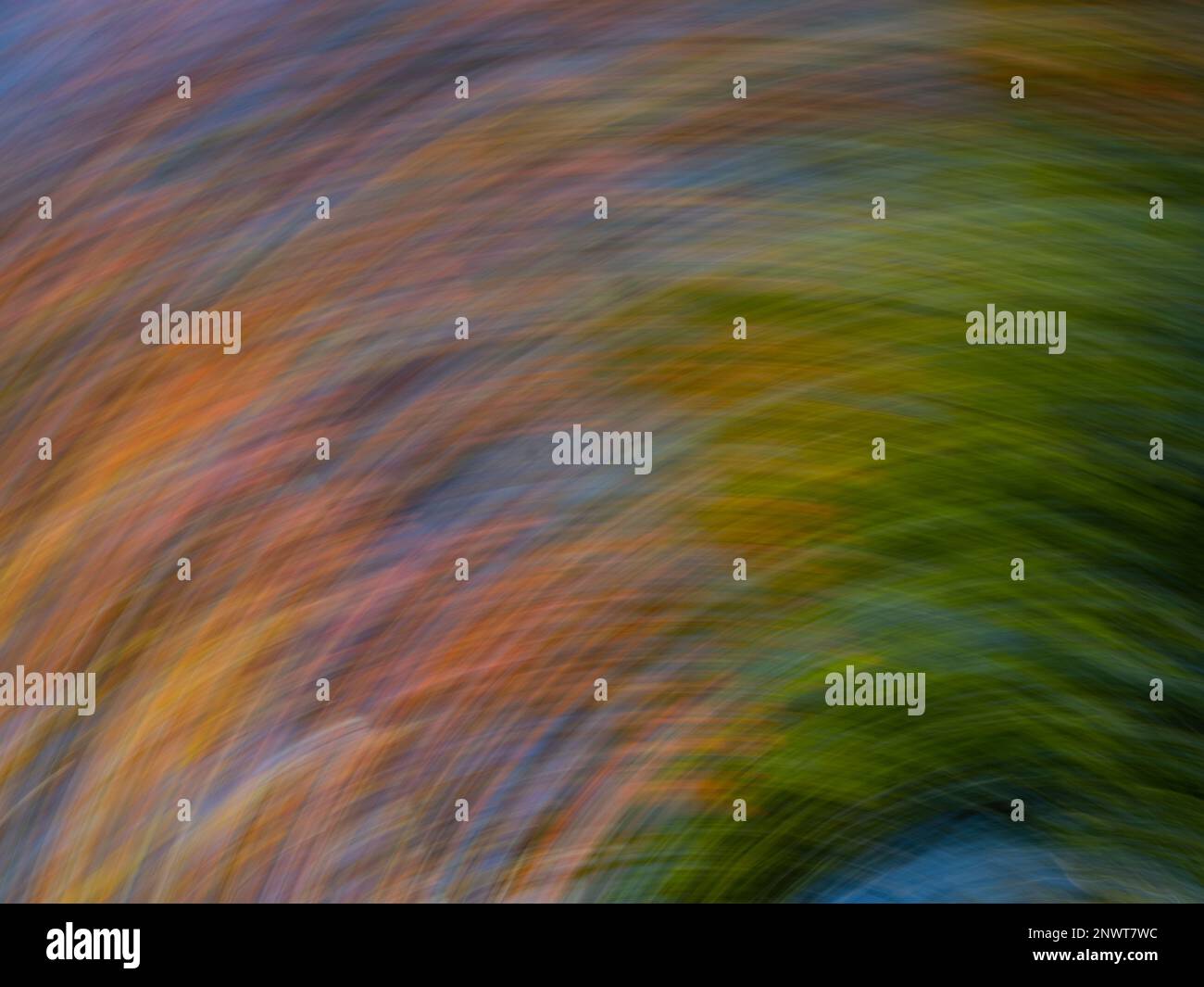 Uvalde bigtooth maple hi-res stock photography and images - Alamy