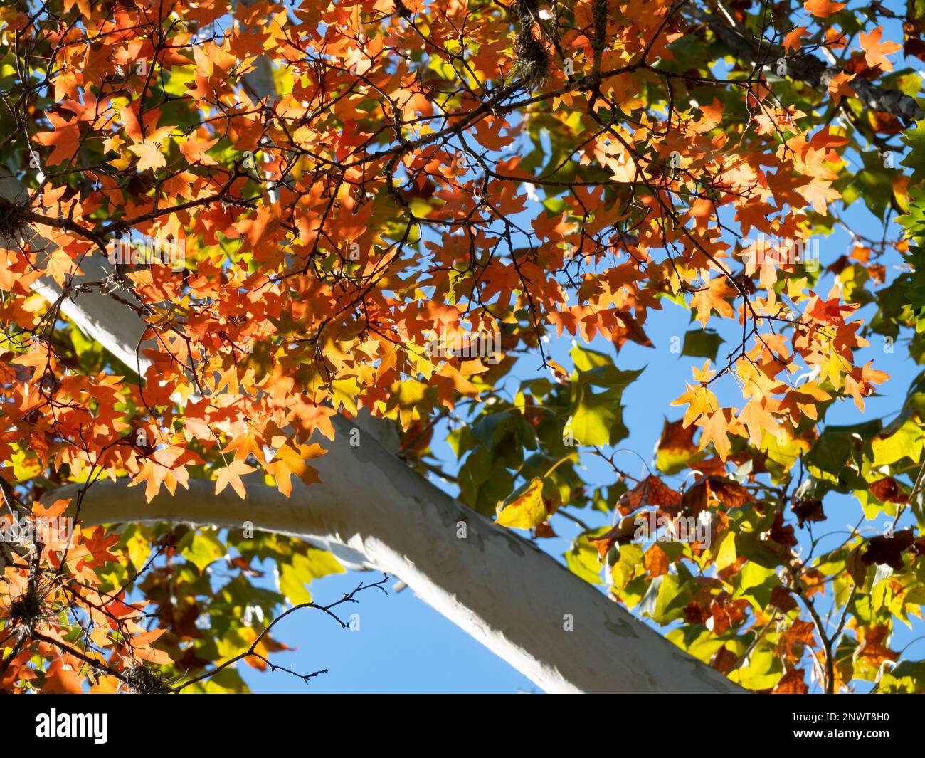 Low-angle view of the canopy of autumn leaves on a Uvalde Bigtooth ...