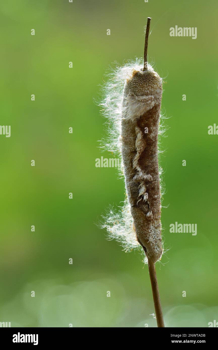 The head of a wild cat-tail starting to seed in the fall weather Stock ...