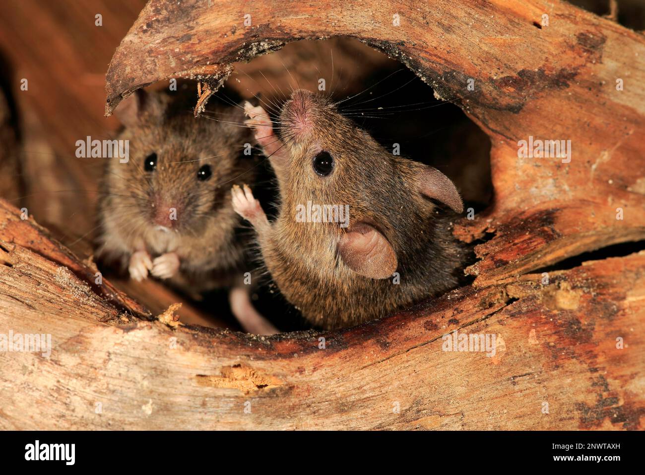 House Mice (Mus musculus), Rhineland Palatinate, Germany, Europe Stock ...