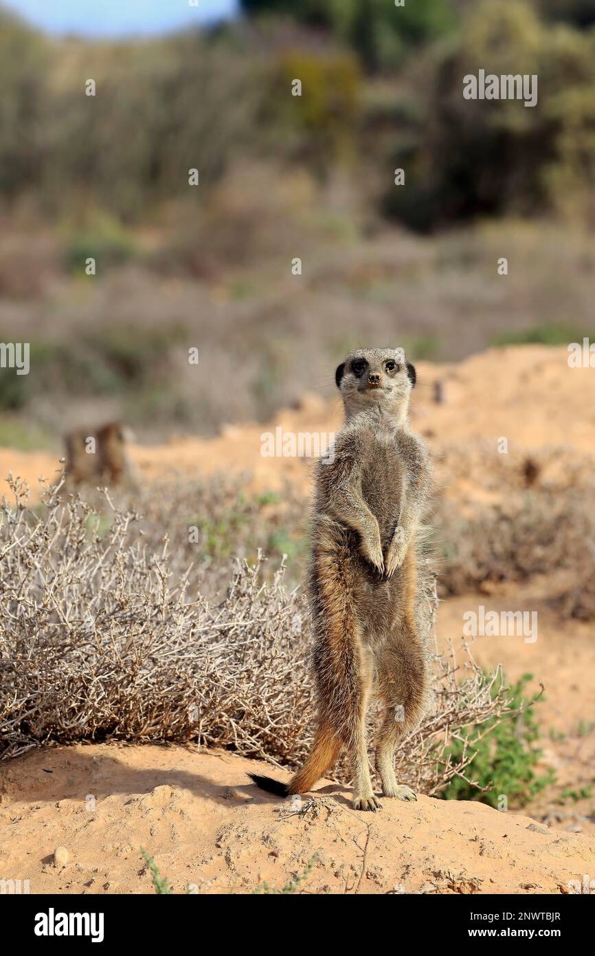 Adult meerkat photography hi-res stock photography and images - Alamy