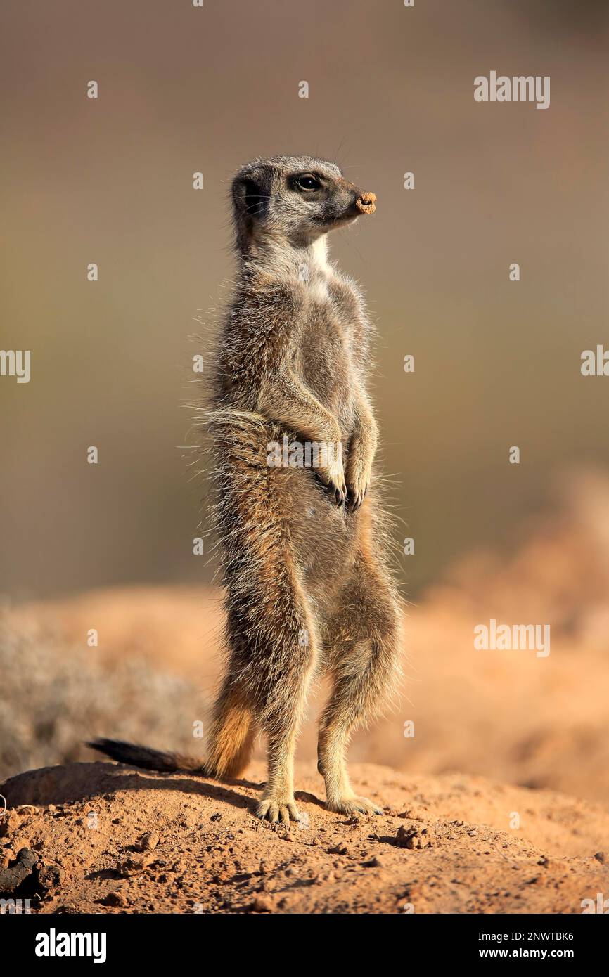 Adult meerkat photography hi-res stock photography and images - Alamy