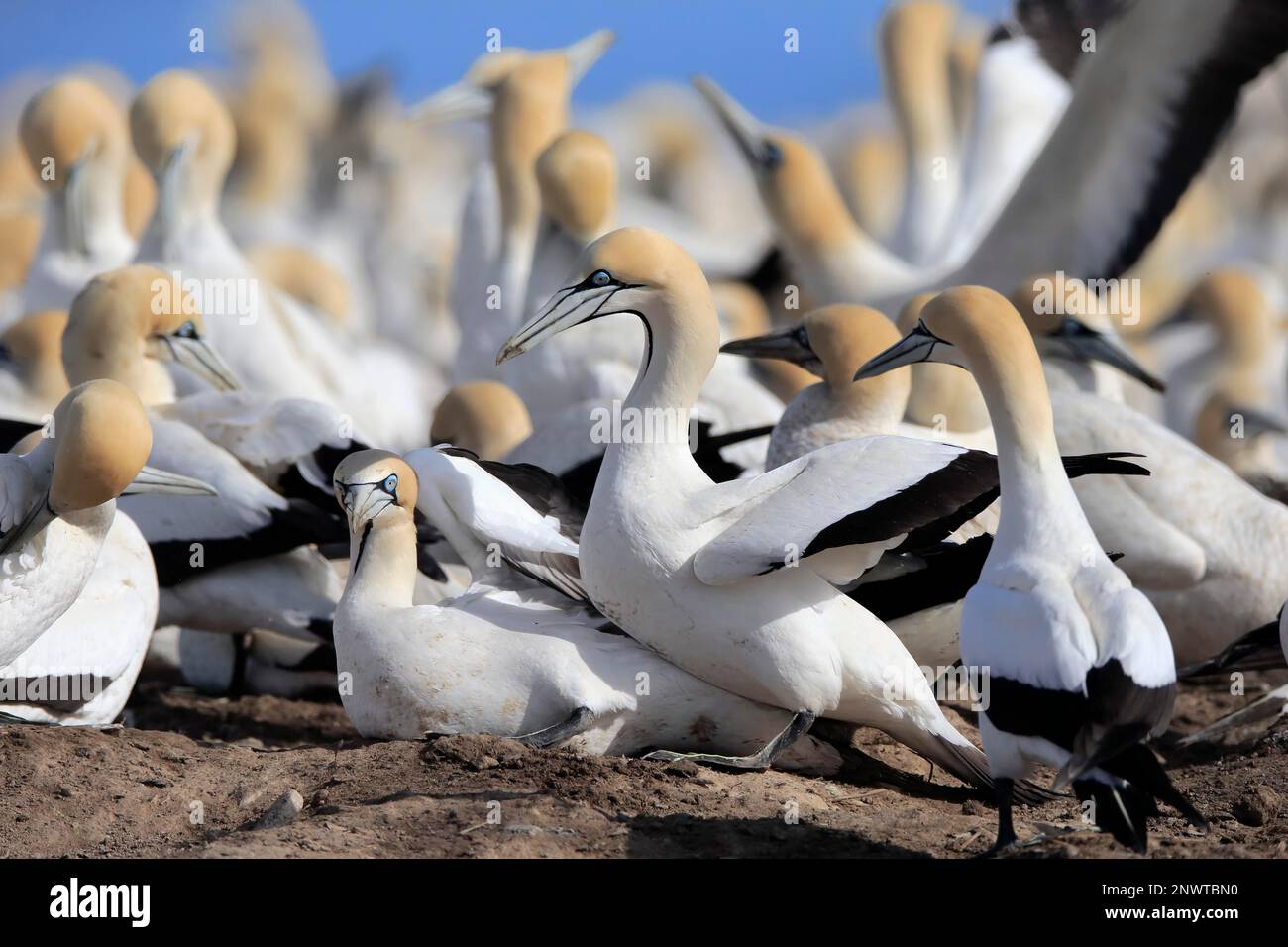 Cape Gannet (Morus capensis), Lamberts Bay, Western Cape, South Africa ...