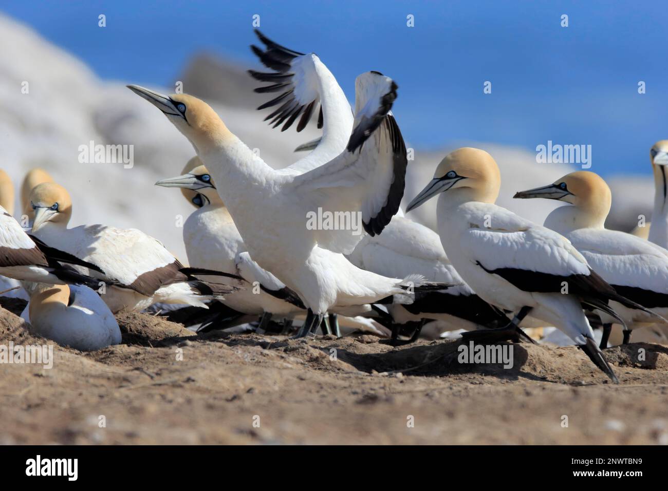 Cape Gannet (Morus capensis), Lamberts Bay, Western Cape, South Africa ...