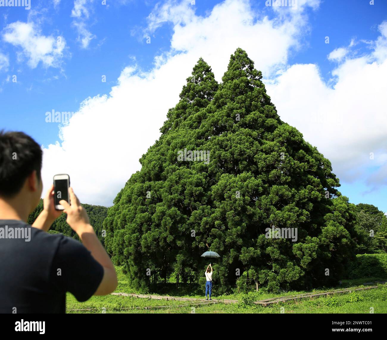Totoro-shaped tree is pictured in Sakegawa Town,Yamagata Prefecture on ...