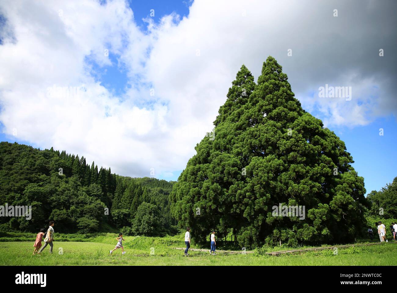 Totoro-shaped tree is pictured in Sakegawa Town,Yamagata Prefecture on ...