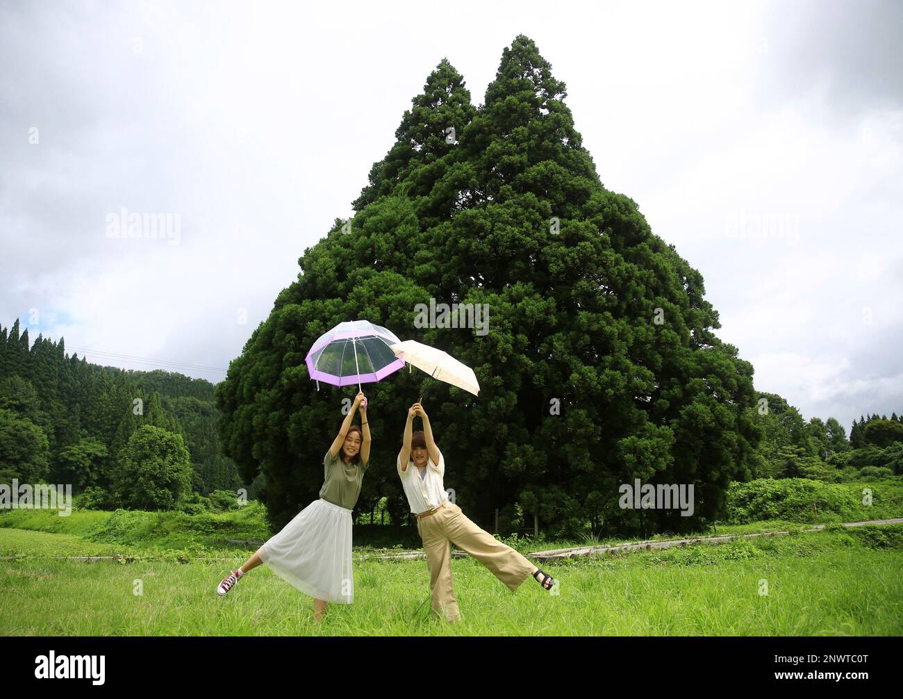 Totoro-shaped tree is pictured in Sakegawa Town,Yamagata Prefecture on ...