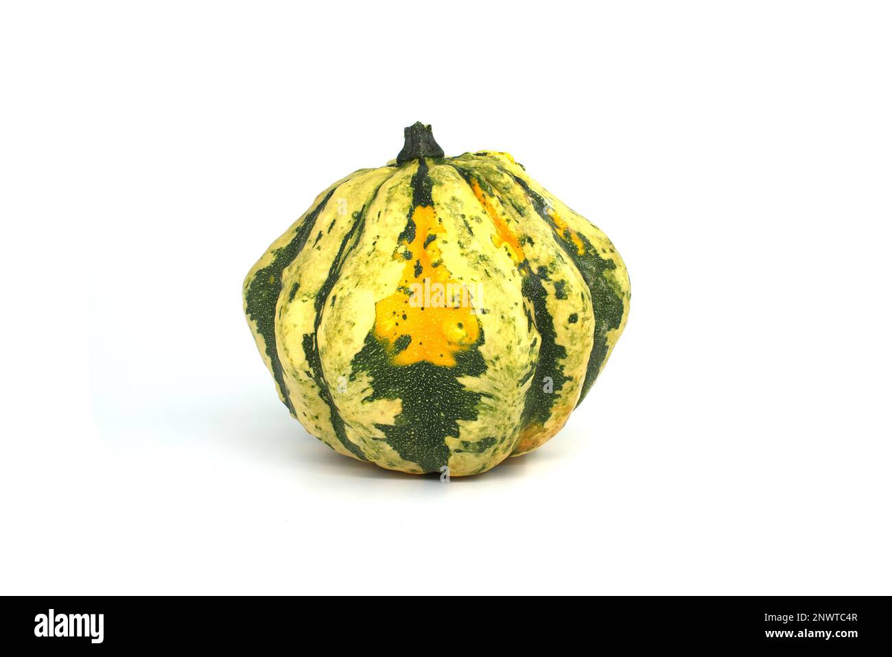 Decorative green warty pumpkin isolated on white background Stock Photo ...