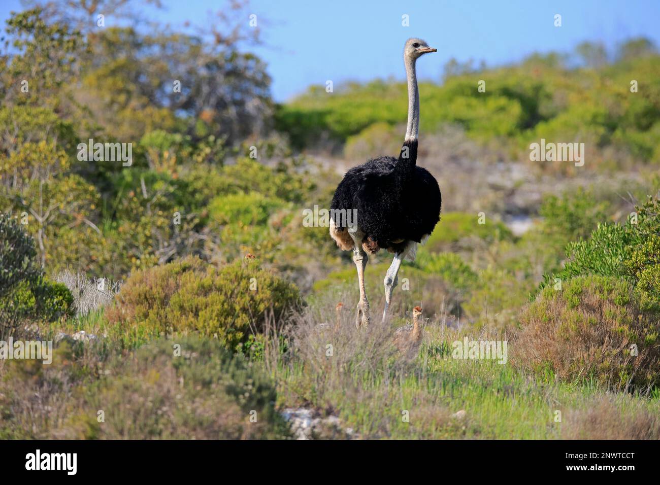South African Ostrich (Struthio camelus australis), adult male with ...