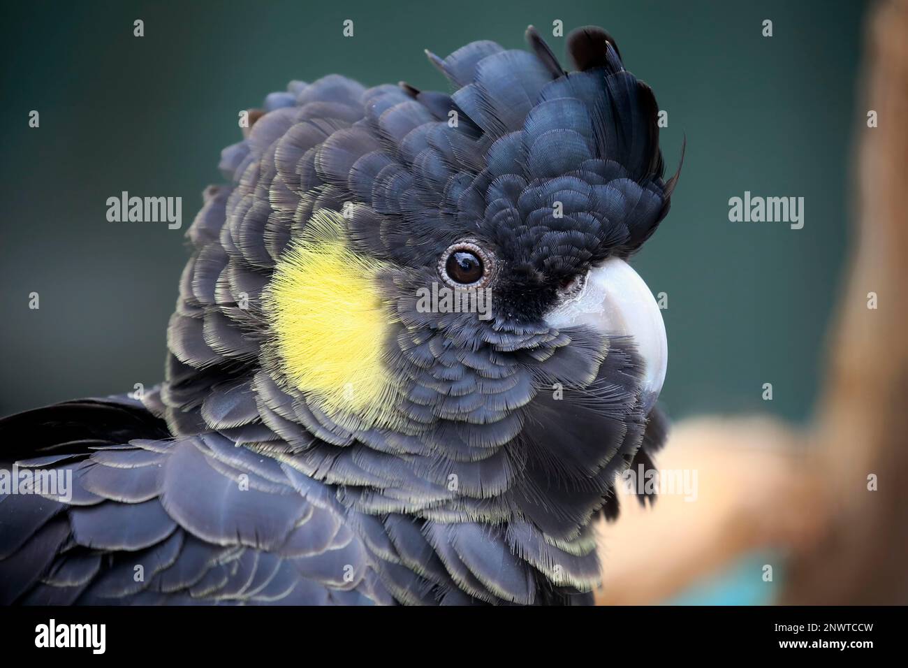 Yellow-tailed black cockatoo (Calyptorhynchus funereus), adult portrait ...