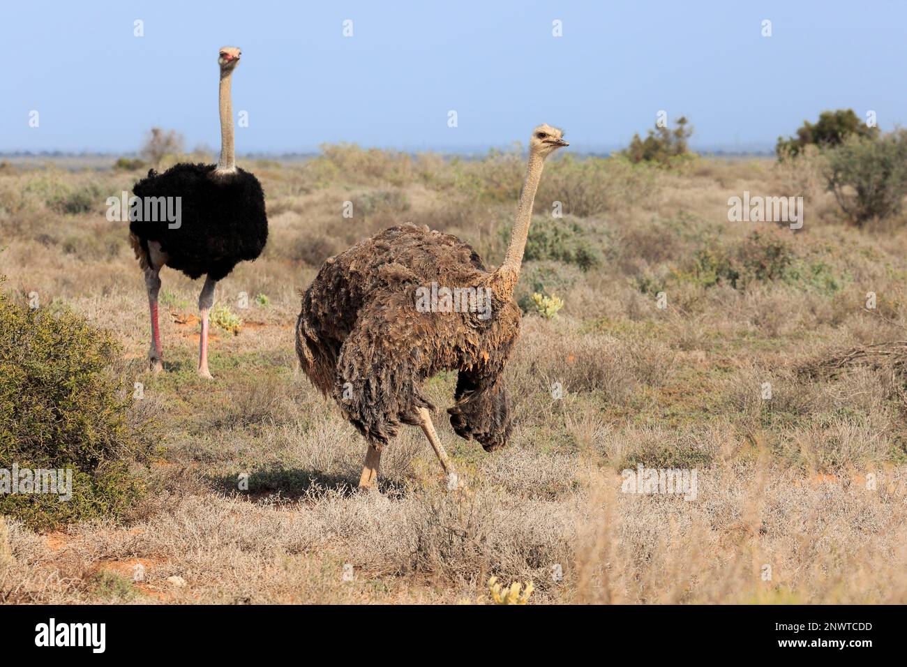 South African Ostrich (Struthio camelus australis), adult couple ...
