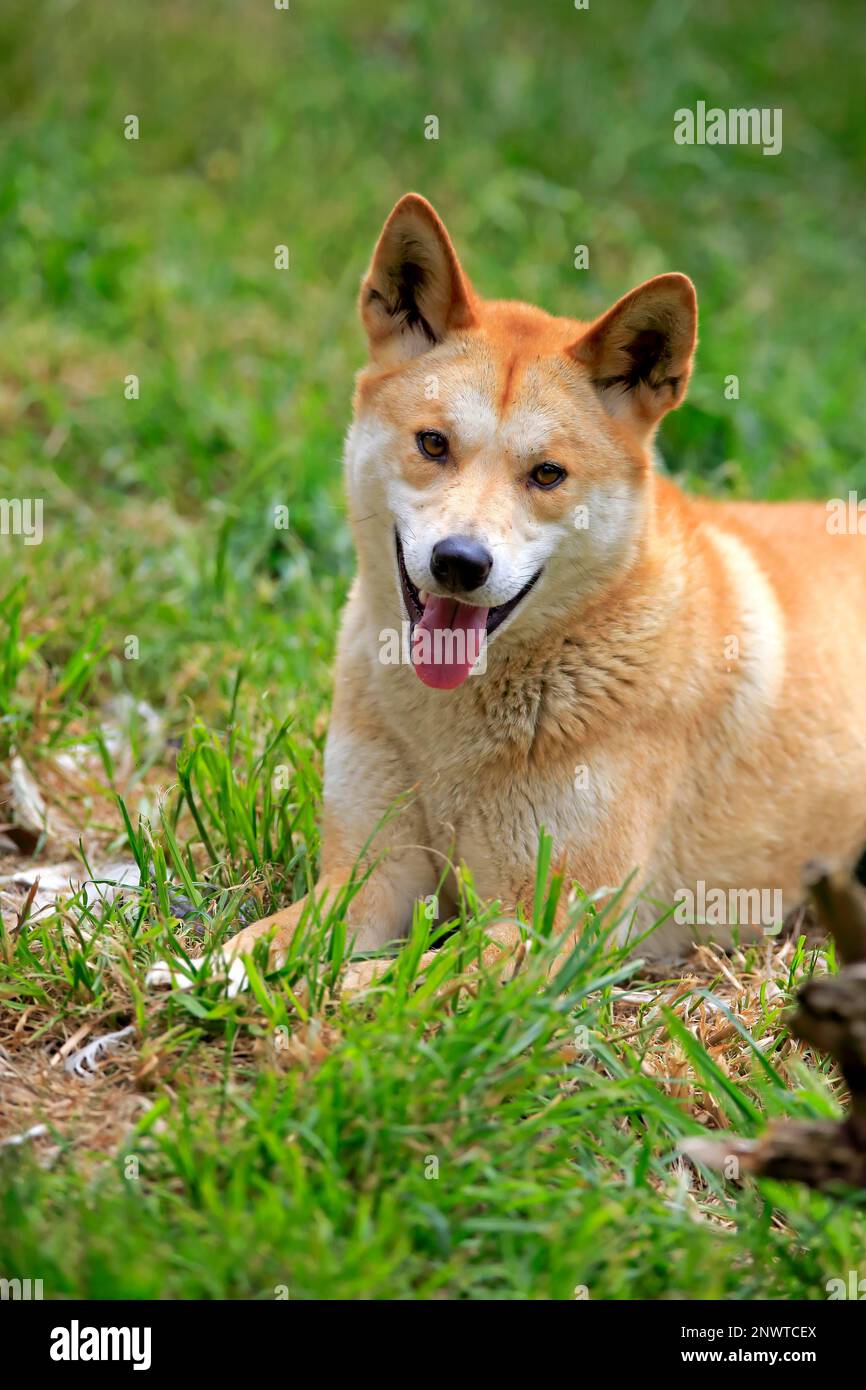 Dingo rest hi-res stock photography and images - Alamy