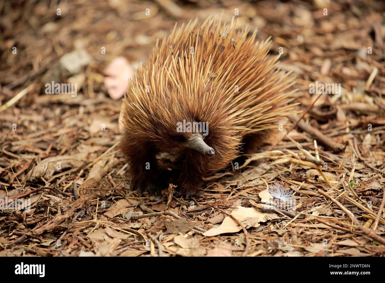 Short-billed Echidna, adult, Parndana, Kangaroo Island, short-beaked ...