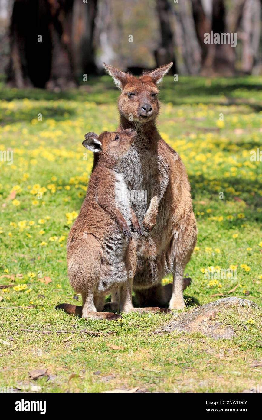 Kangaroo island grey kangaroo (Macropus fuliginosus fuliginosus), adult ...