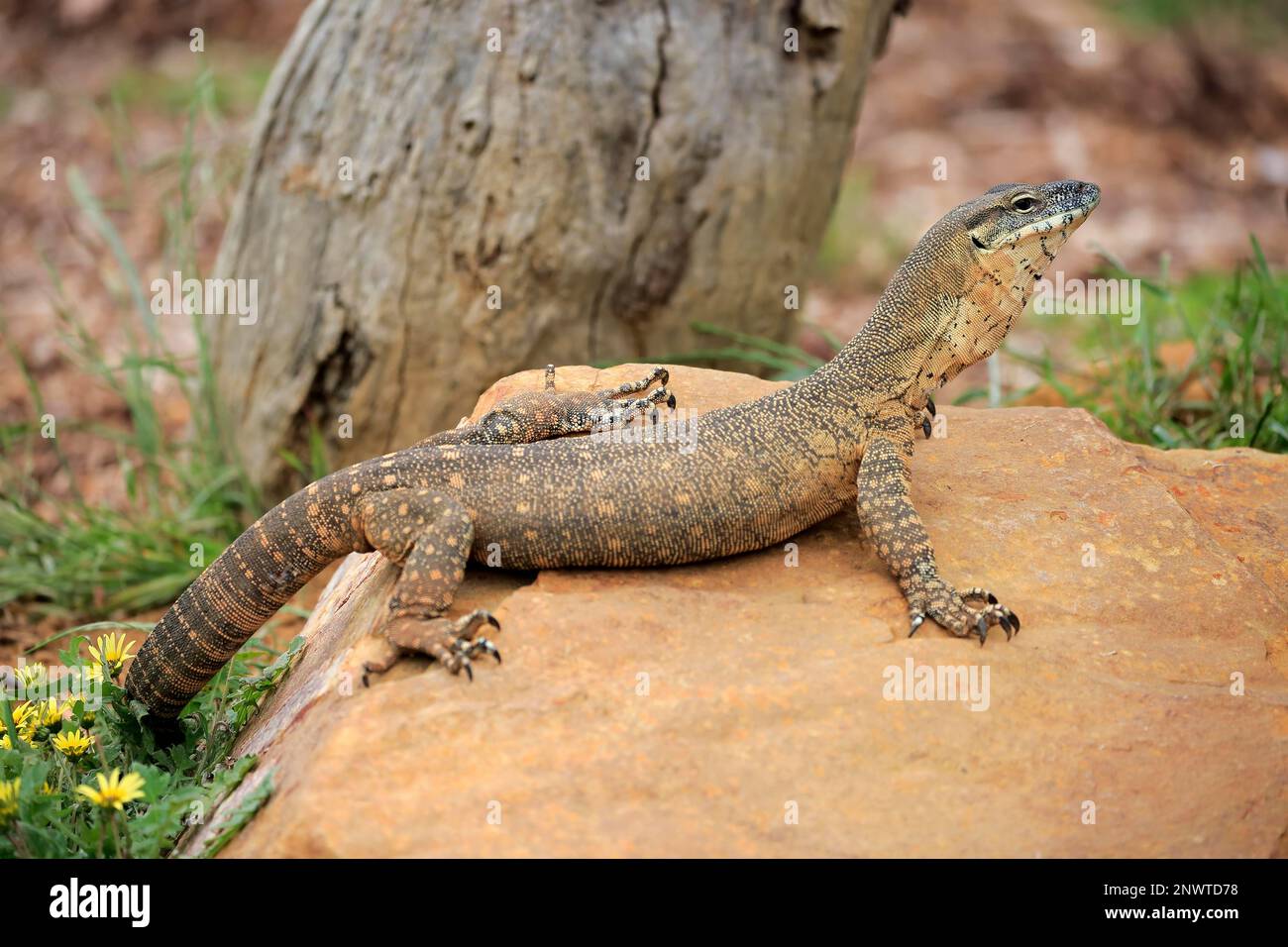 Rosenbergs monitor hi-res stock photography and images - Alamy