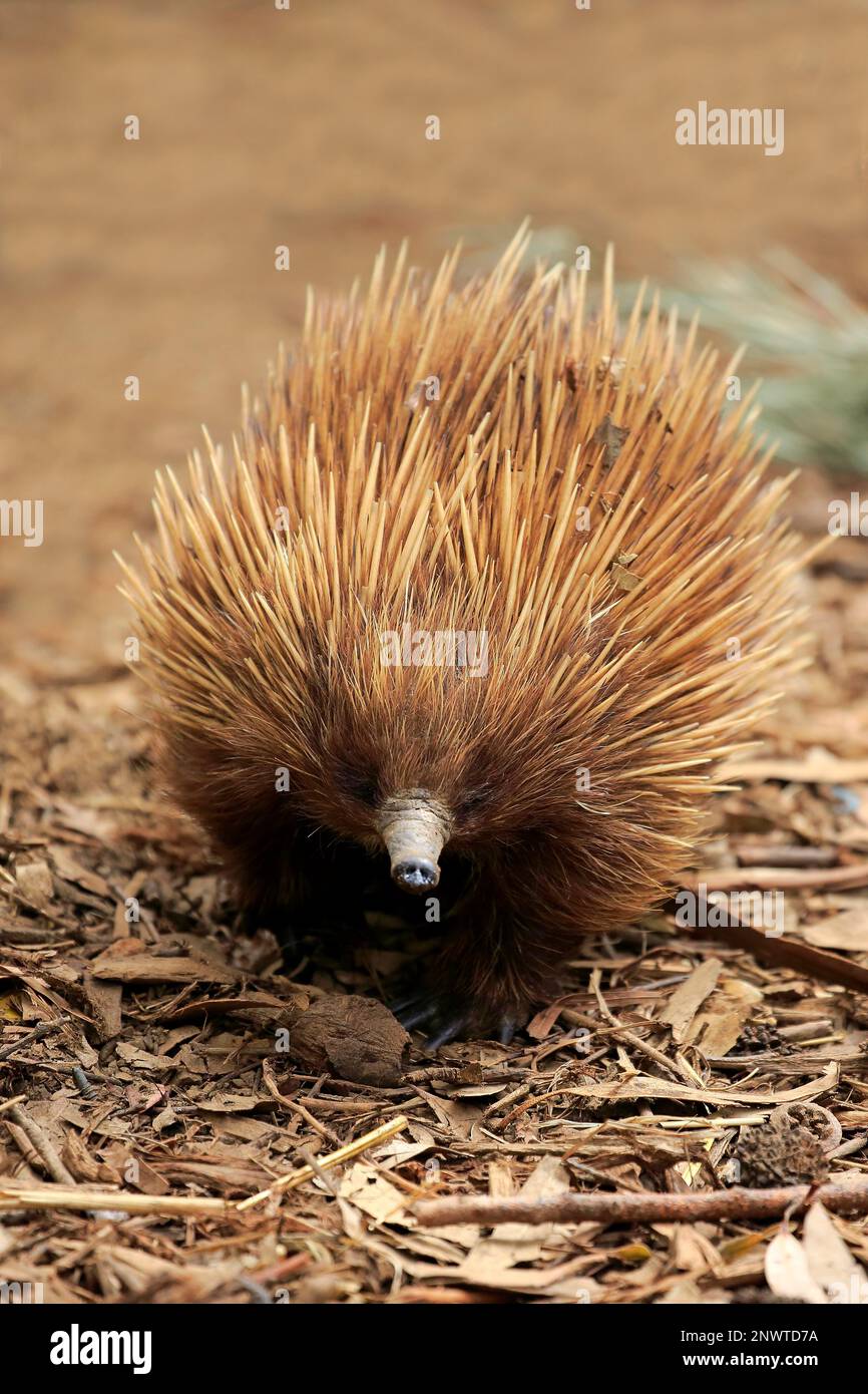 Short-billed Echidna, adult, Parndana, Kangaroo Island, short-beaked ...