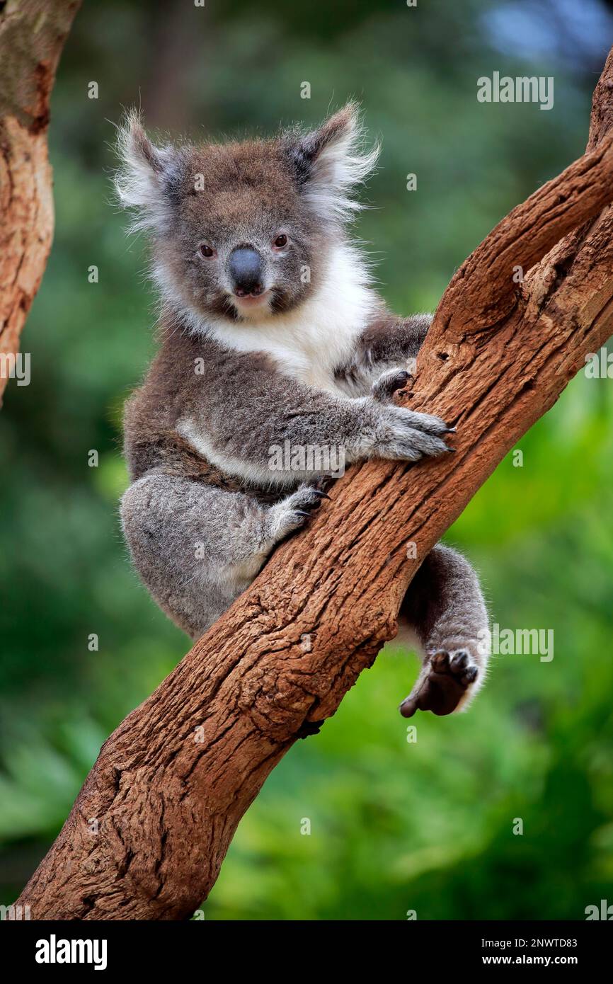 Koala figure hi-res stock photography and images - Alamy